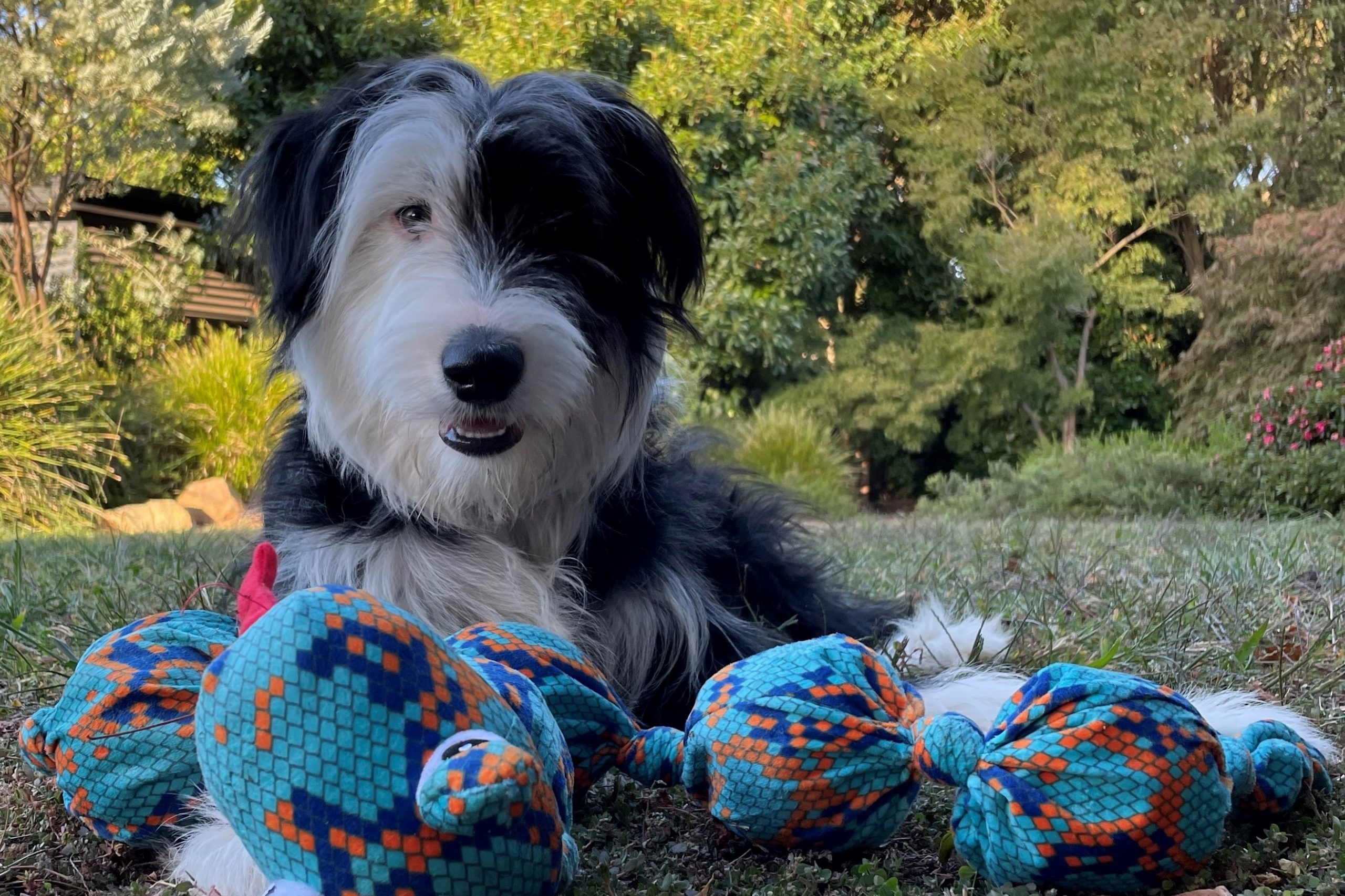 Communication, trust and a dog